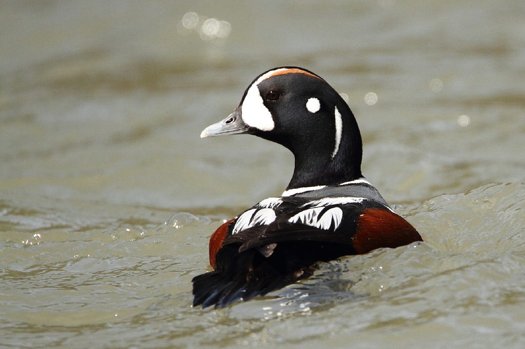 Waterbirds of Washington. WDFW hosted a virtual waterbird event… | by ...