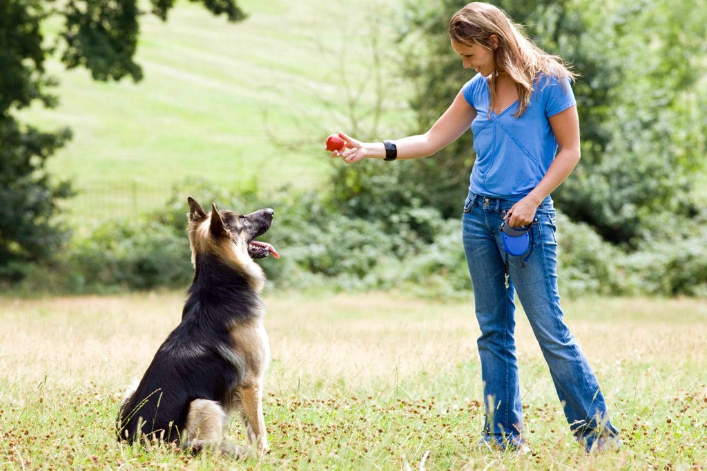 The 7 Habits of Highly Effective Dog Owners | by Smart Dogs | Medium
