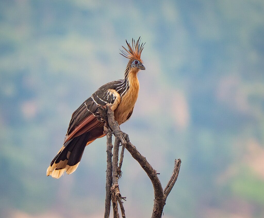 One-Minute Facts: The Stinkbird. The Hoatzin bird has a sneaky way of… | by CarolF | Oct, 2025 ...