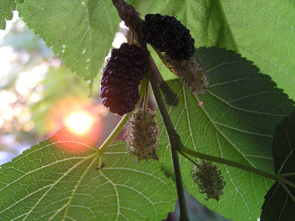 Here We Go ‘Round The Mulberry Bush | by Joshua Byrd | Medium