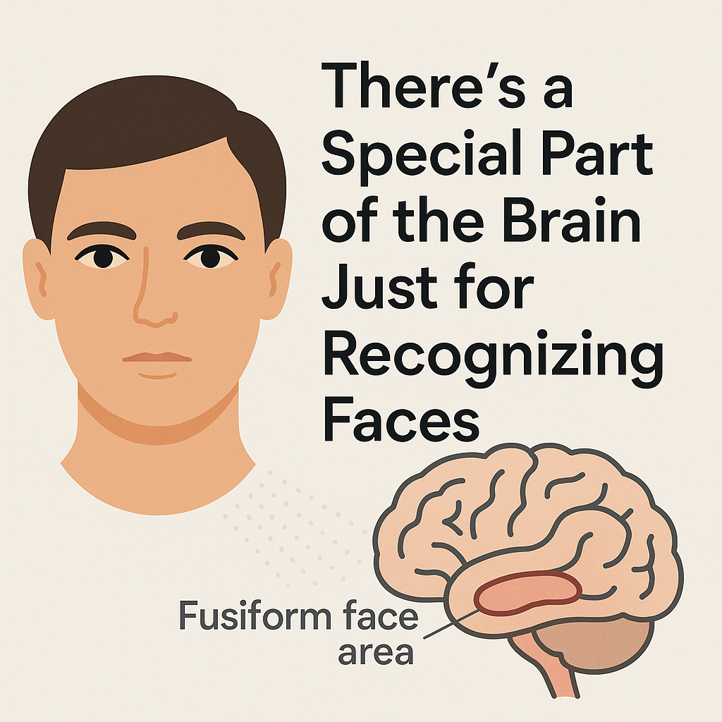 There’s a Special Part of the Brain Just for Faces | by webdaadi | Medium