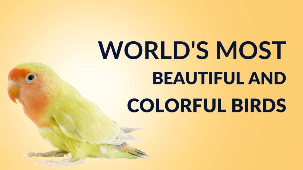 Wings Of Wonder Auditorium - Kansas City Zoo Photos at Bethany Knibbs blog