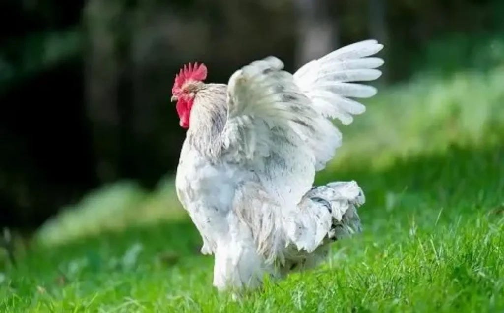 How High Can Chickens Jump A Complete Guide for Backyard Owners | by ...