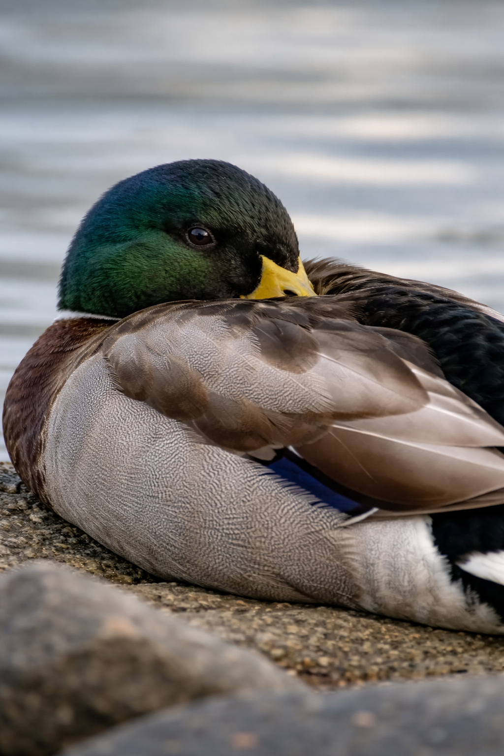 One Eye Open: How Ducks Sleep With Half Brain Awake | by Aiman Fiaz ...