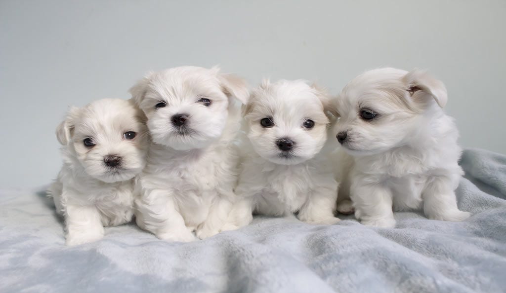 How To Train Your Maltese Puppy to be a Well-Behaved Companion | by ...