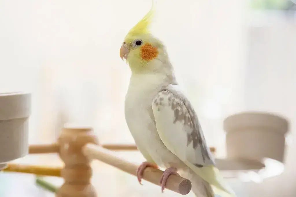 15+ Different Types of Parrots Around the World | by Petsnurturing | Medium