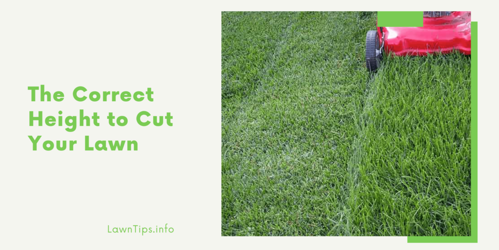 The Correct Height to Cut Your Lawn - Lawn tips - Medium