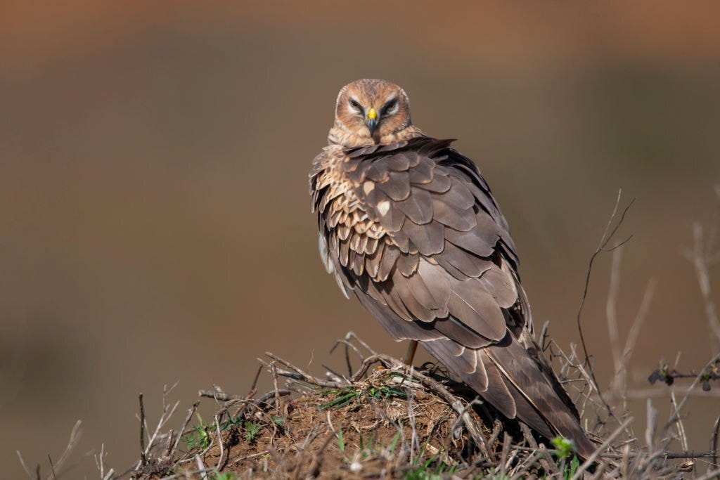Identification, distribution, and sightings of hen harriers are all ...