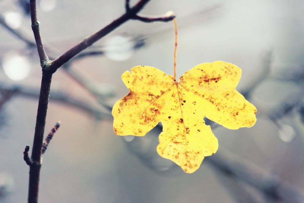Leaf. autumn breeze — from tree a yellow leaf… | by Ely Matos | Medium