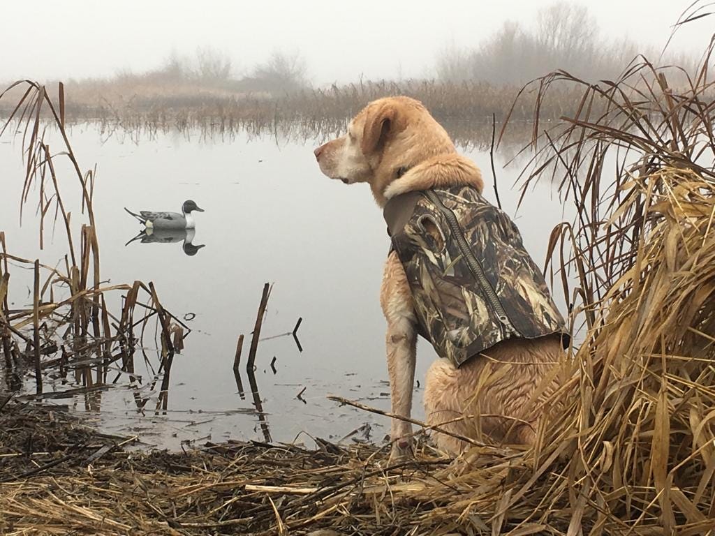Six hunting ethics to remember while in the field | by The Washington ...