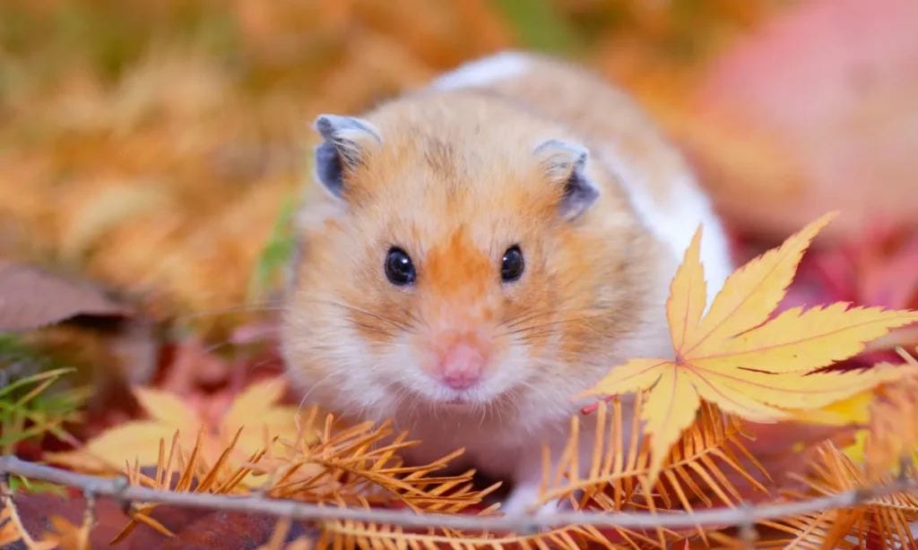 Understanding Hamster Body Language: A Quick Guide for Owners - Tuntunu ...