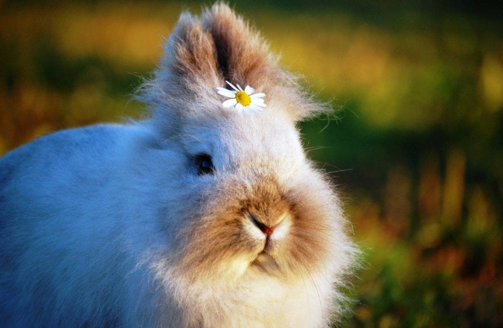 cute animal blurred background. We cute animal blurred background have ...