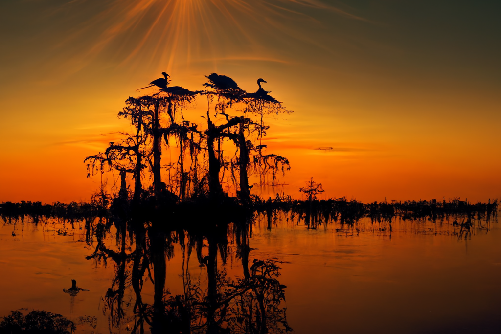 Louisiana Swamp Birds