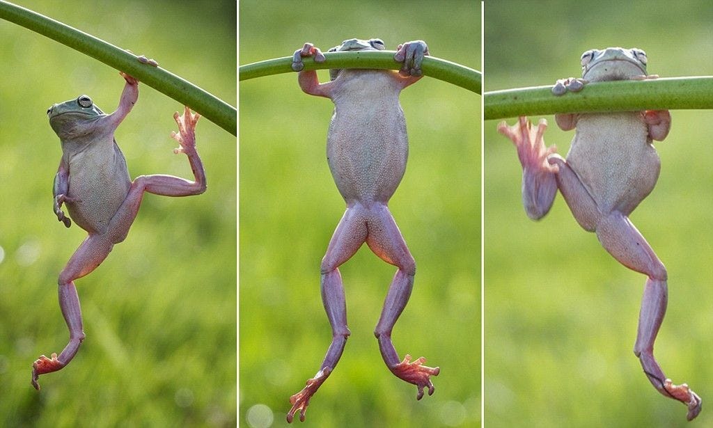 The Power of Pull Ups. There’s something magical about… | by Robbie ...