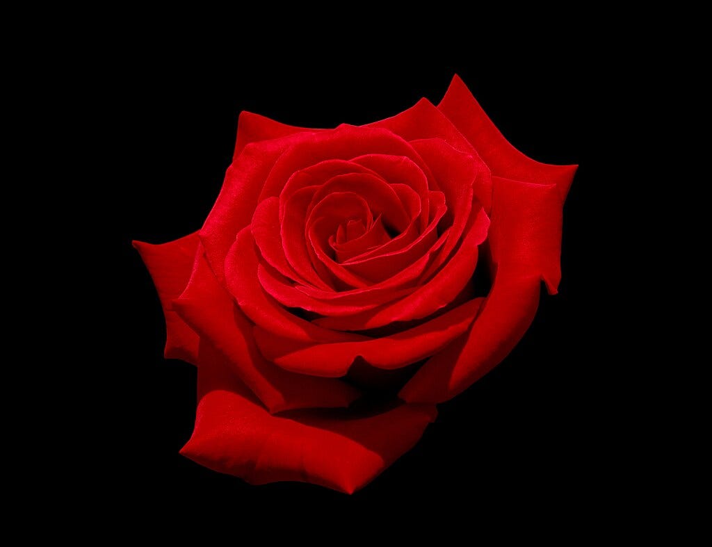 Is Your Red My Red? Brain Scans Resolve the 3am Debate | by F. Perry ...