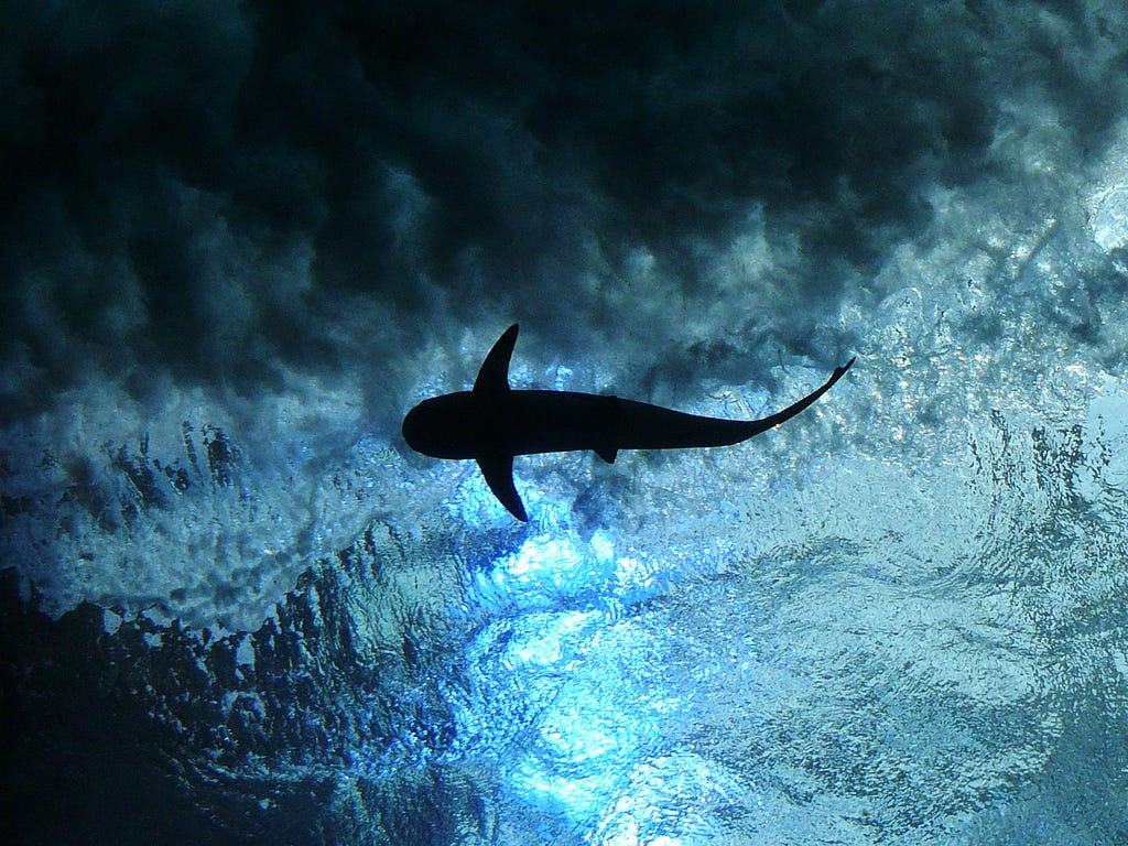 Our mission. Ocean Research Foundation is dedicated… | by Ocean ...