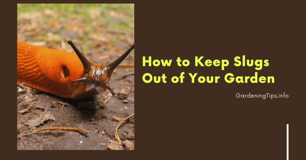 How to Keep Slugs Out of Your Garden - Gardening tips - Medium
