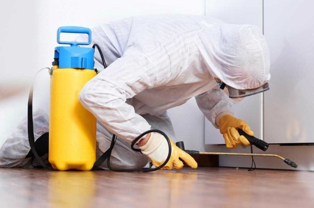 Top 6 Reasons Why You Need Regular Pest Control - Medrot - Medium