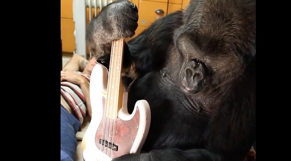 Koko the sign-language gorilla dies at 46. What did she teach us? | by ...