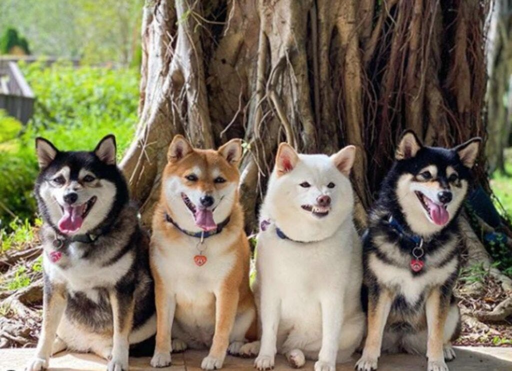 Goofy Shiba Inu Ruins Perfect Family Photo | by Mari Lylac | May, 2023 ...