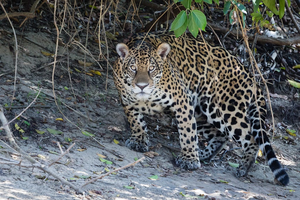 30 Brazil animals you can spot when travelling there (+ how) | by ...
