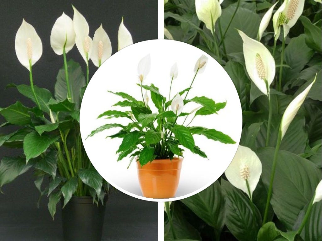 Plant Care Tip #2 — The Spathiphyllum | by Brook Plants | Medium