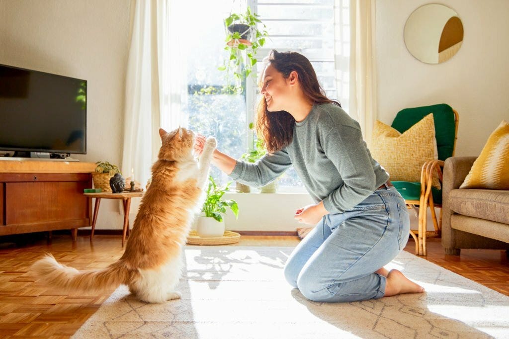Discover the Delight: The Wonders of Freeze-Dried Chicken Cat Treats ...