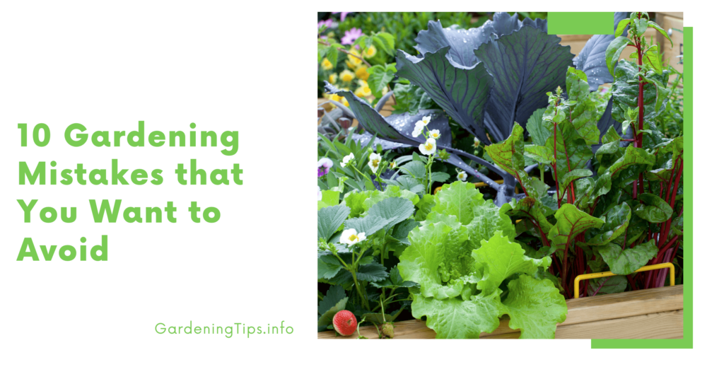 10 Gardening Mistakes that You Want to Avoid - Gardening tips - Medium