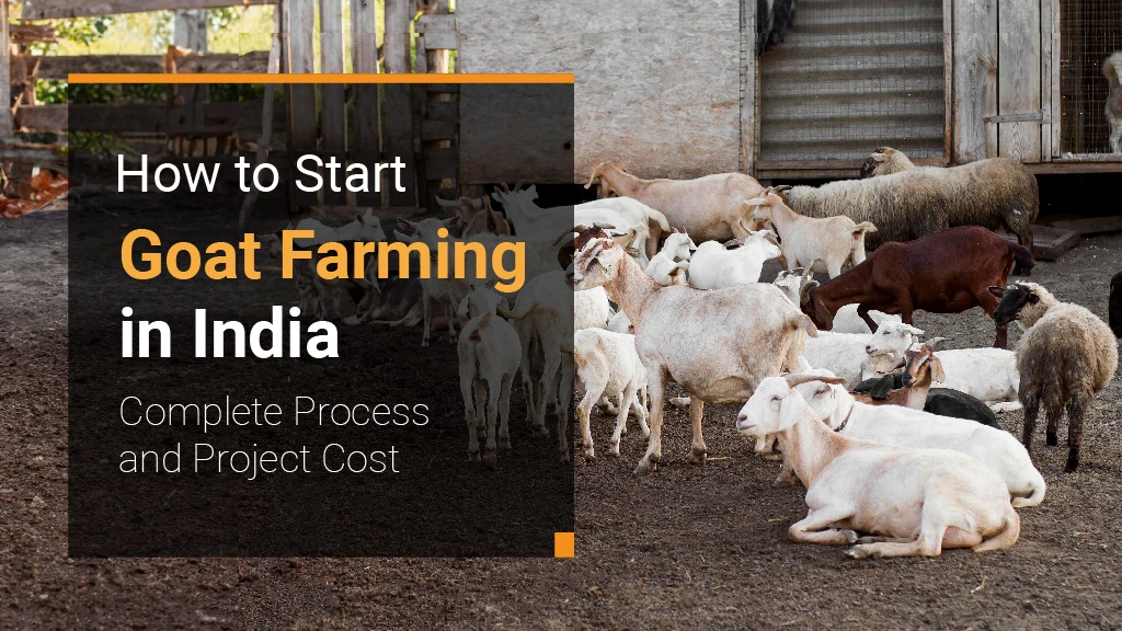 Goat Farming in India. Goat farming is a major aspect of… | by Shreya ...