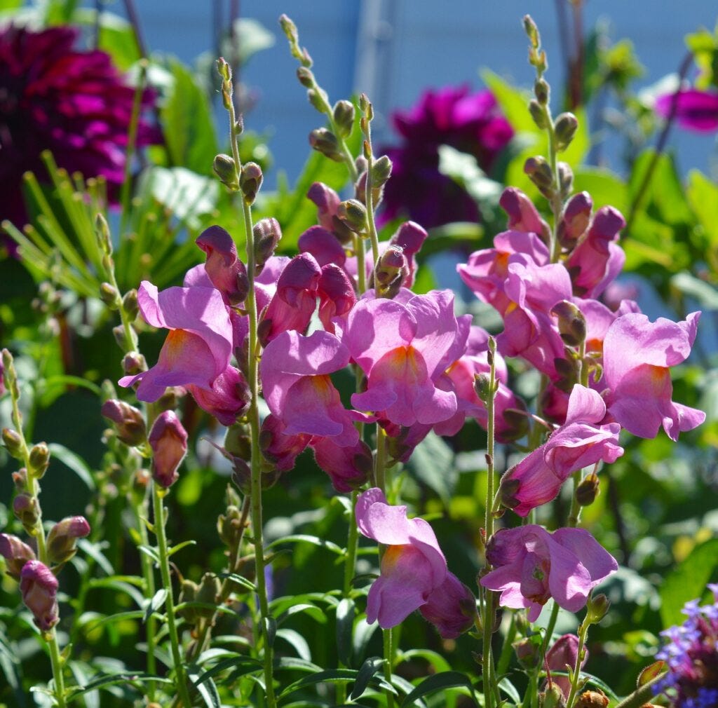 Heaven of Pink Snapdragon Flowers 2023 - Muhammad Jaweed - Medium