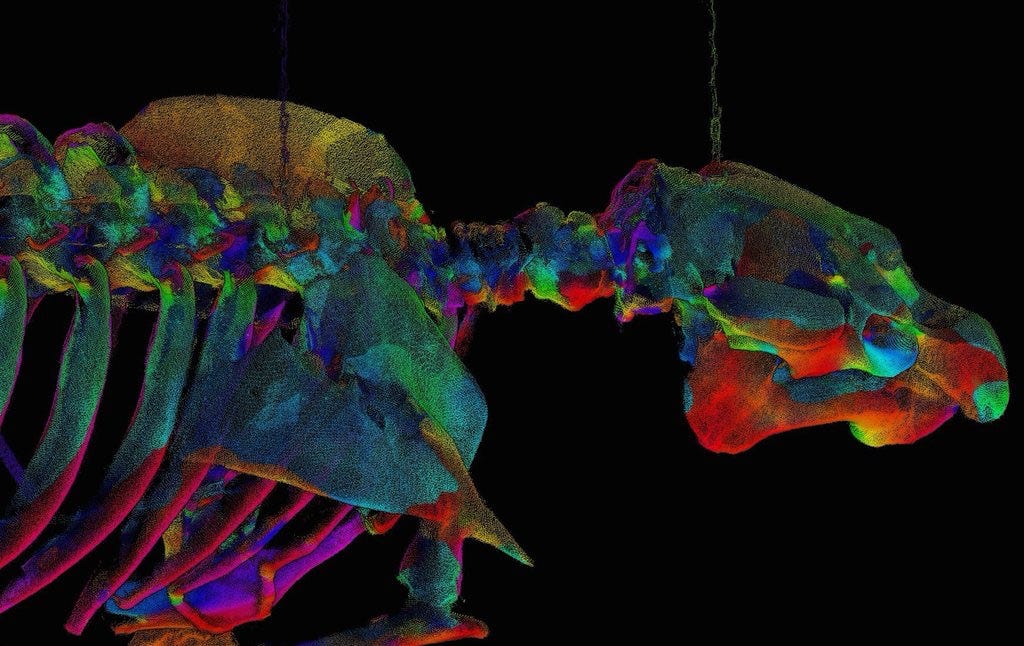 Incredible 3-D scans of manatee at MOSI could unlock 250-year-old ...