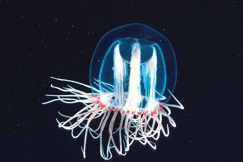 Turritopsis Nutricula