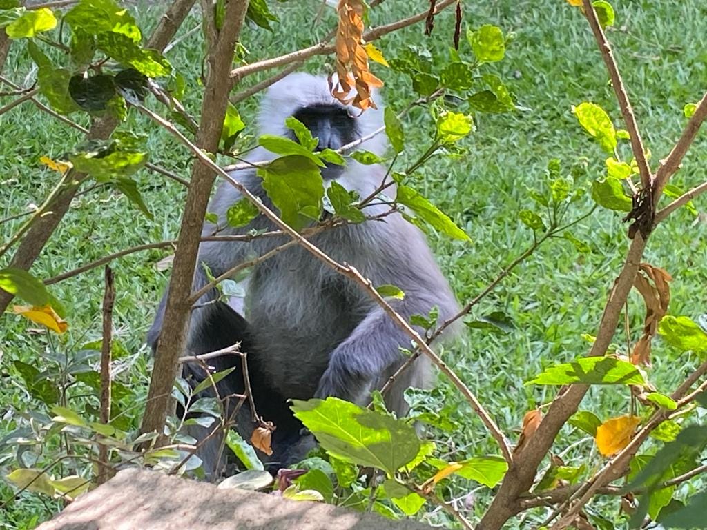 The Langoor incident. About a month ago, my friends and I… | by ...