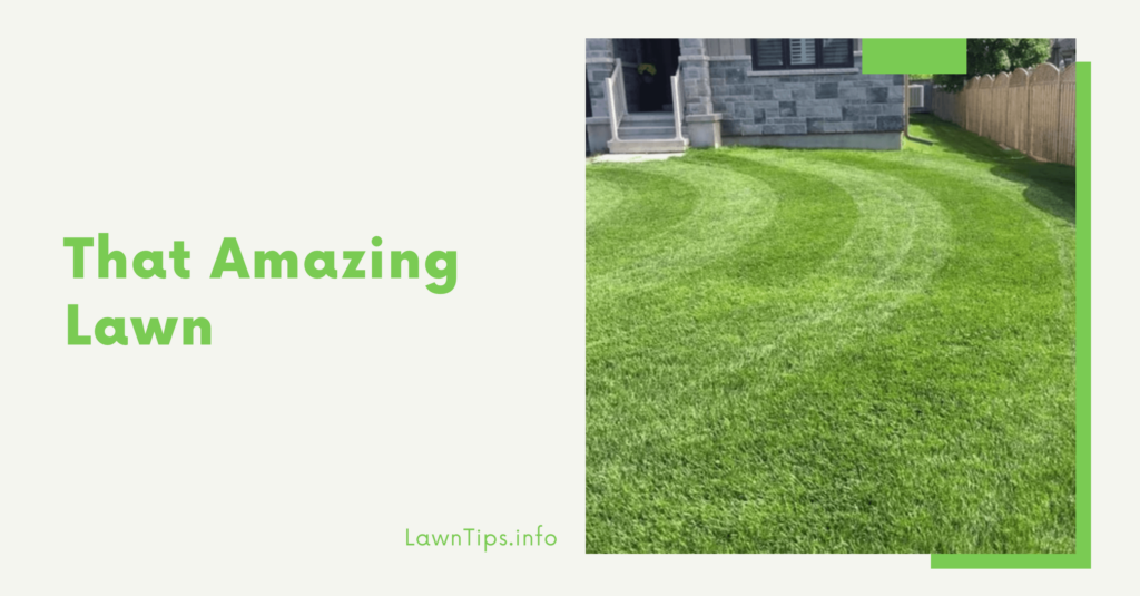 That Amazing Lawn - Lawn tips - Medium