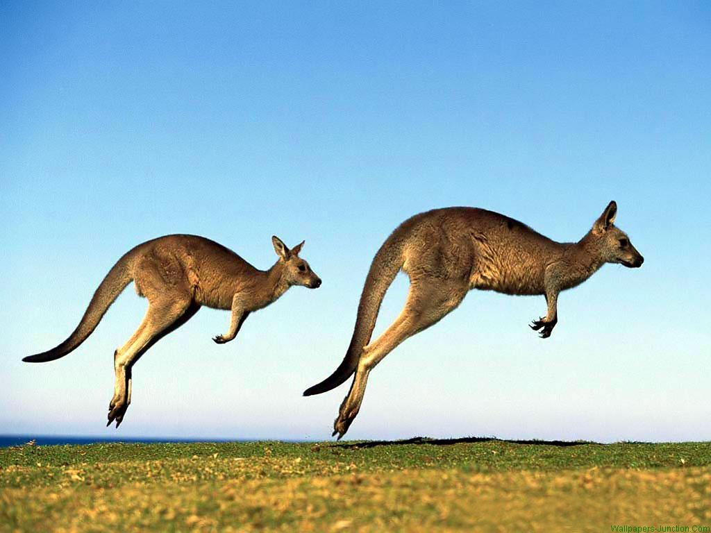 Kangaroo Number Line Jumps Solution in Kotlin — HackerRank | by Umar Syaid Himawan | Medium