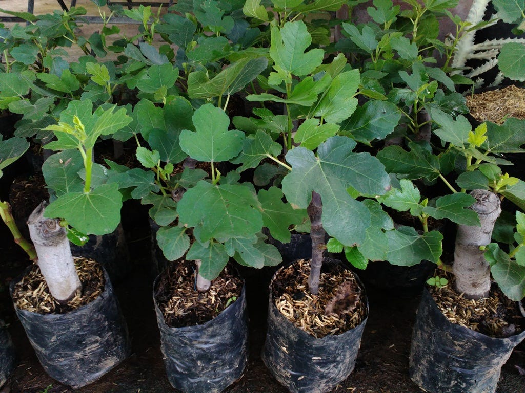 Cara Merawat Pohon Buah Tin agar Berbuah dengan Lebat | by ditutug ...