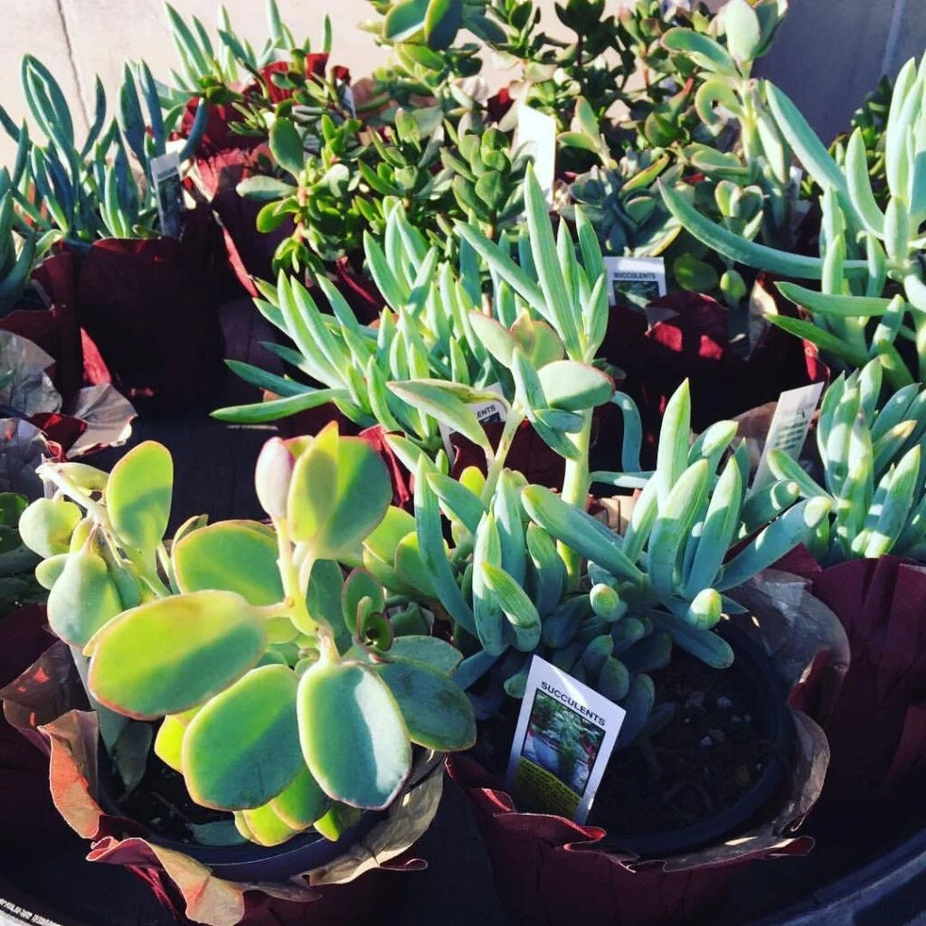 Planting Succulents: 8 Tips for a Vibrant Succulent Garden | by ...