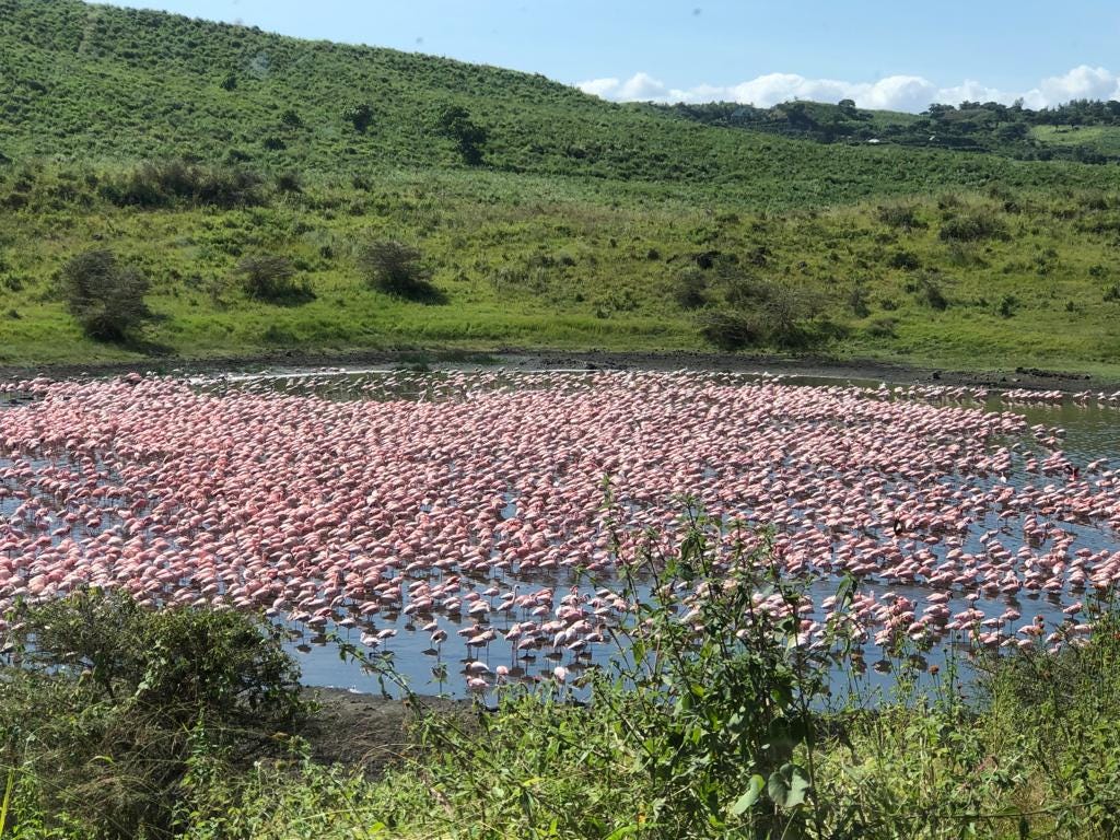 7 DAYS CALVING-GREAT TANZANIA SERENGETI MIGRATION SAFARI IN NGORONGORO ...