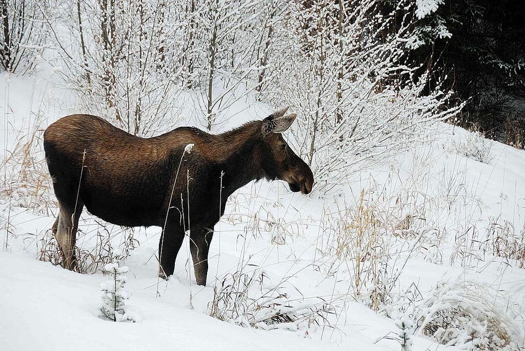 The Hunter, the moose, and Nanapush’s trance | by Cruz Espitia | Medium