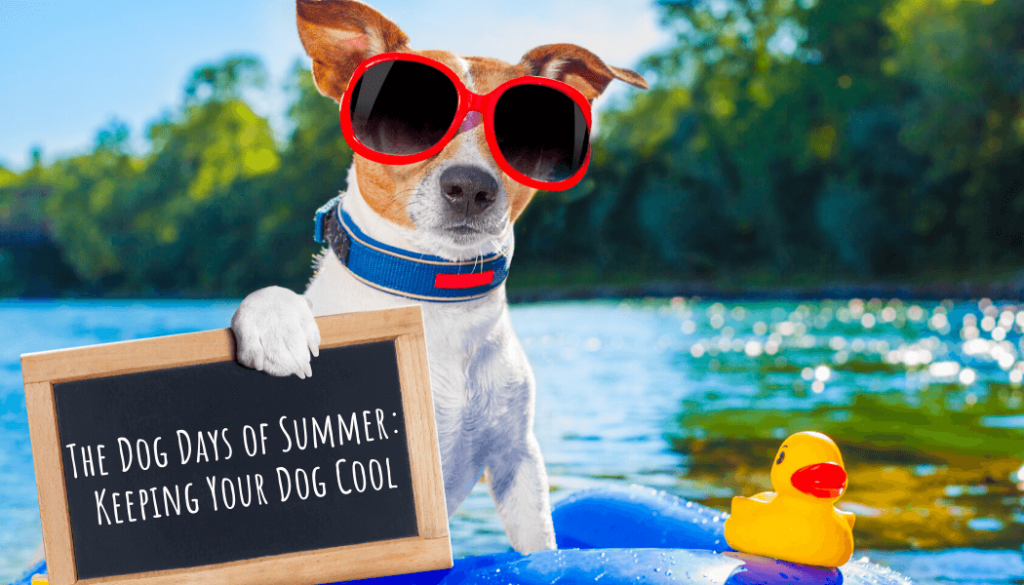 Ways to keep your pets cool during the summer! | by Anais Aarizaga | Medium