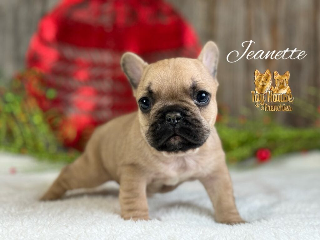 French Bulldog Puppies Exercise | Toy House Frenchies | Medium
