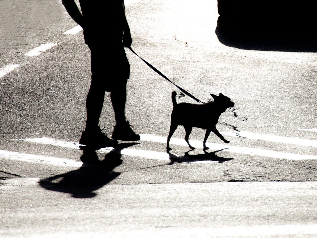 A How-To Guide for Wannabe Dog Walkers | by Alyssa Wethington | Barkly ...