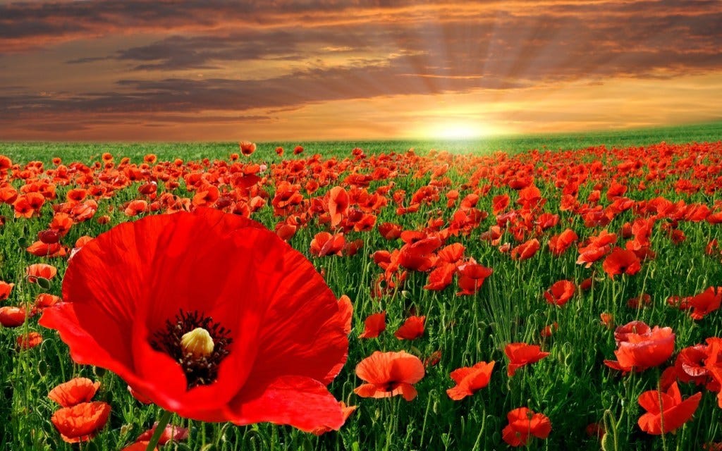Poppy Field Flanders