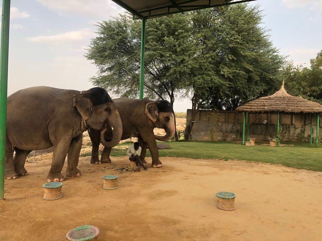 Elephant village Jaipur — An Elephant sanctuary tour. | by Birju Singh ...
