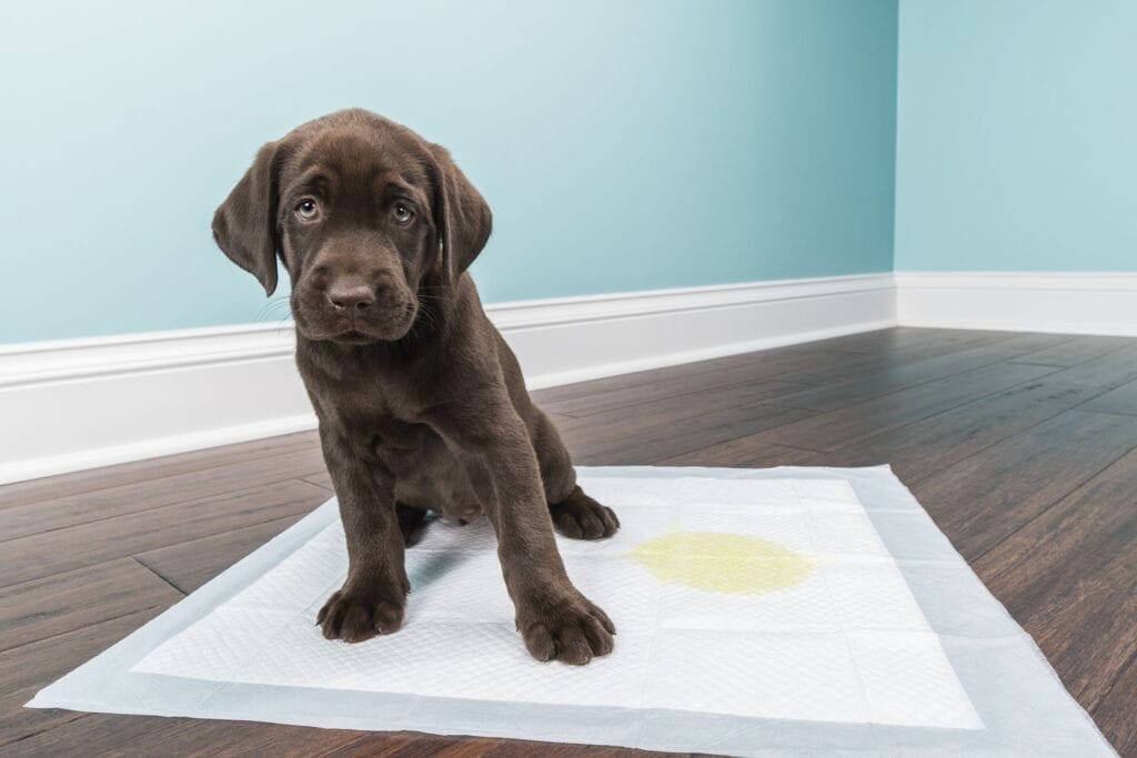 The Benefits of Puppy Training Pads | by Julia Charl | Medium
