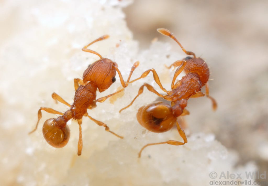 Males without mothers, females without fathers: clonal reproduction in ...