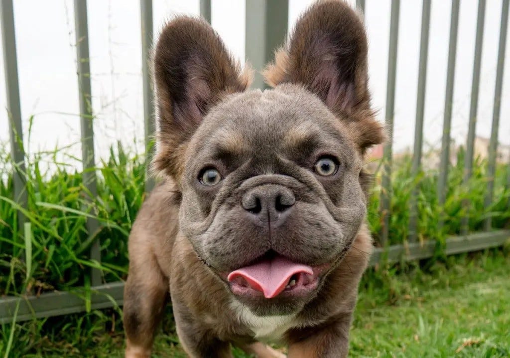 Fluffy French Bulldog Puppies For Sale | Toy House Frenchies | Medium