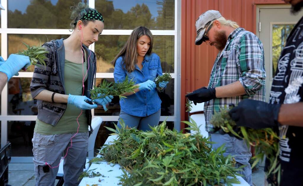 The Importance of Cannabis Training | by Canna Billie | Medium