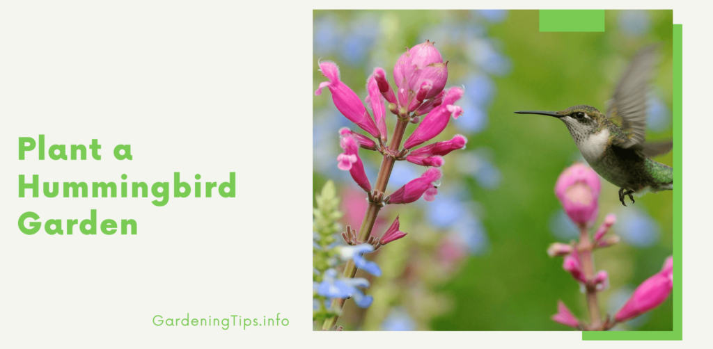 Plant a Hummingbird Garden — Gardening Tips - Gardening tips - Medium