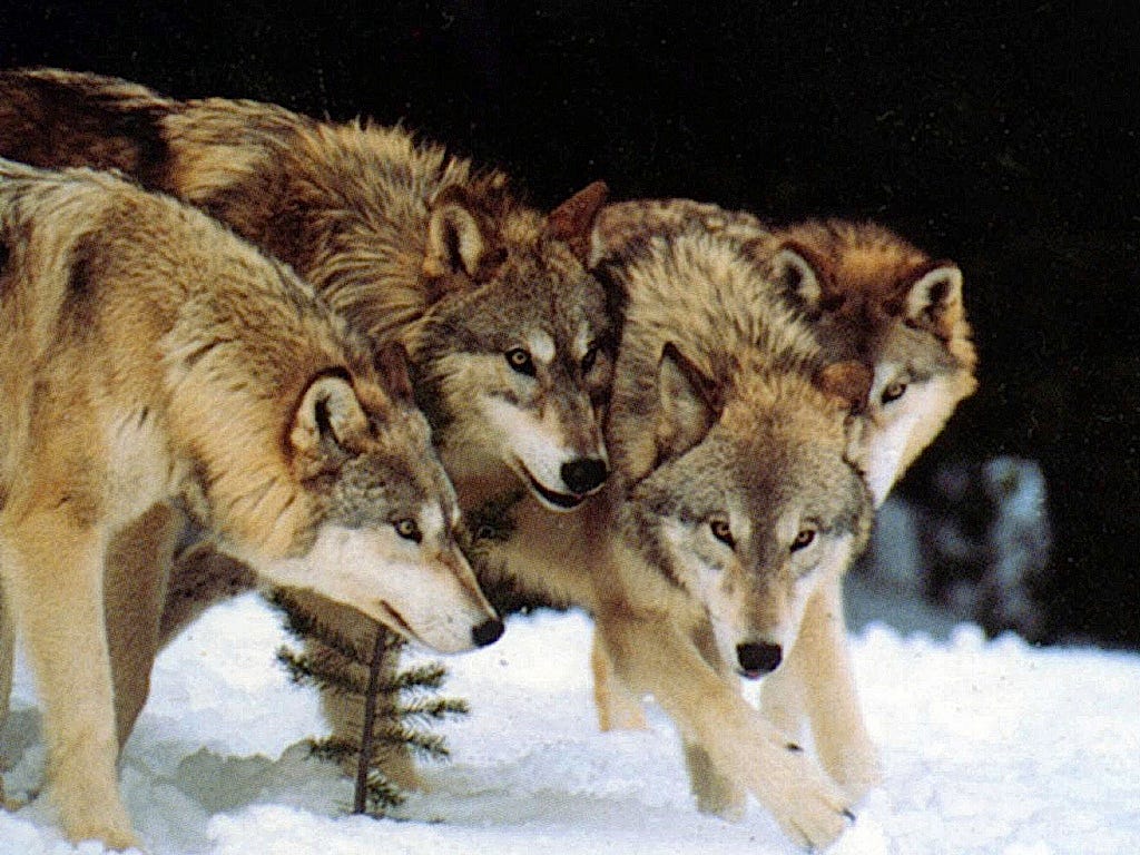 Aos lobos | by Arthur S | Medium